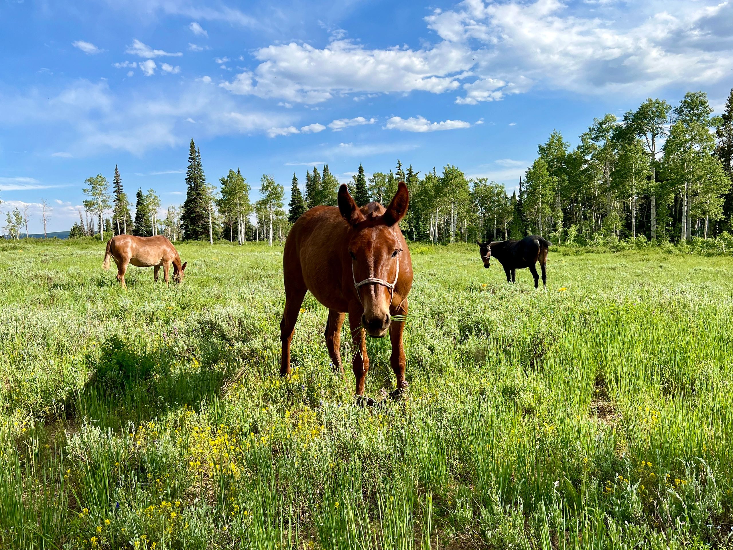 Watching Mules Graze