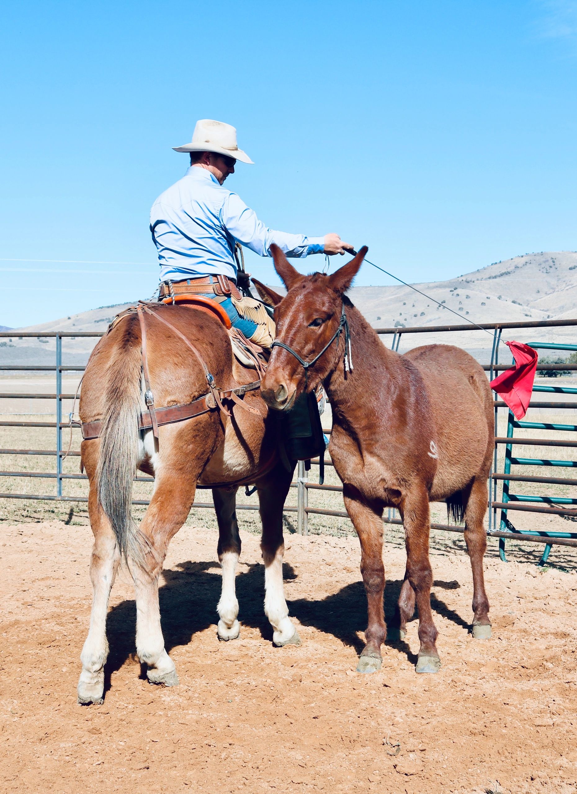 Thoughts On Colt Starting