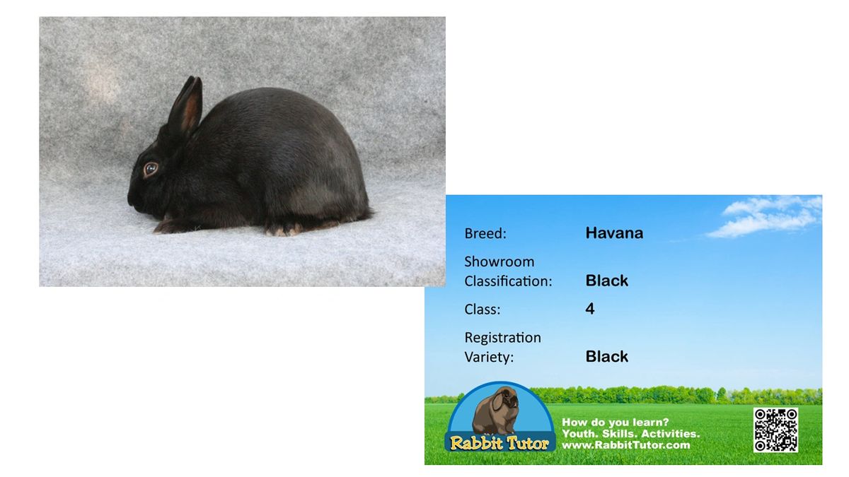 Breed ID Flash Cards PDF by Rabbit Tutor