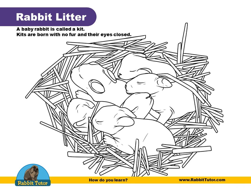 Rabbit Litter Coloring Page