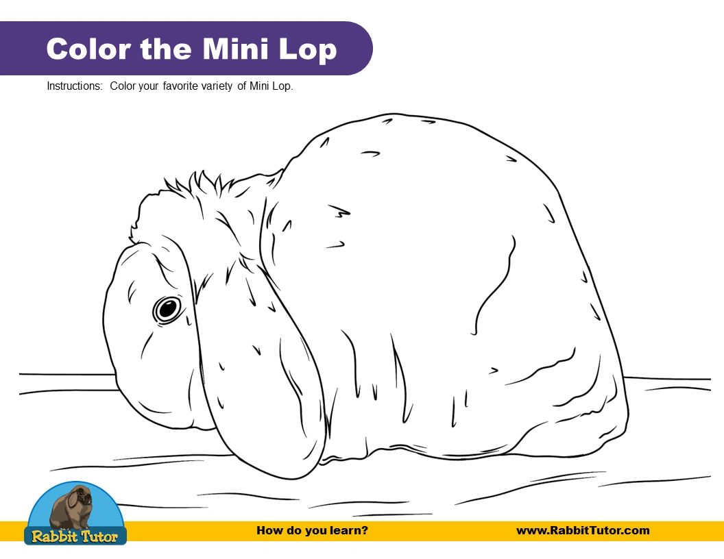 Mini Lop Coloring Page
