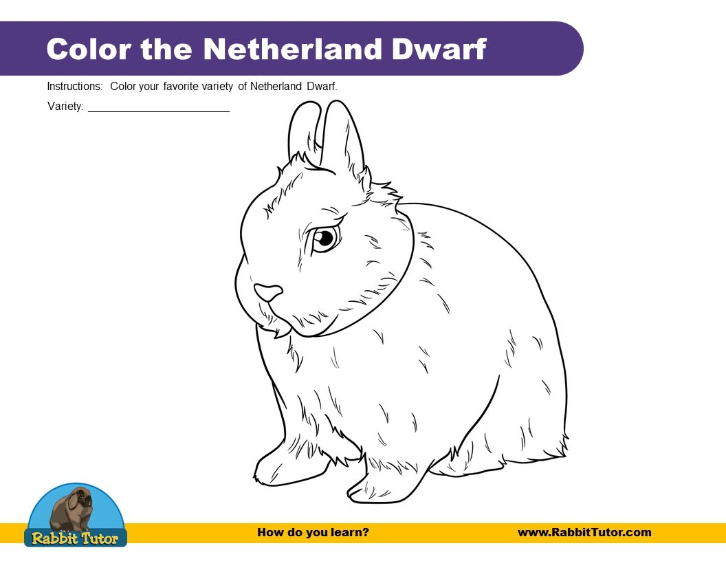 Netherland Dwarf Coloring Page
