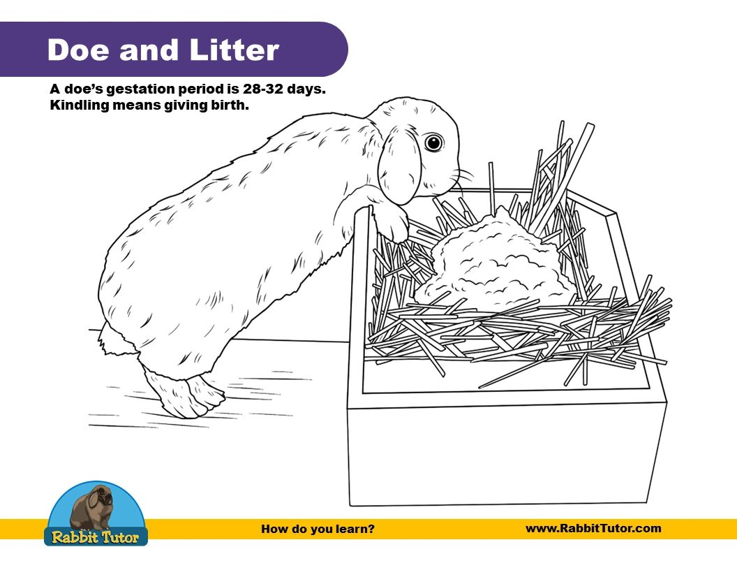 Doe and Litter Coloring Page