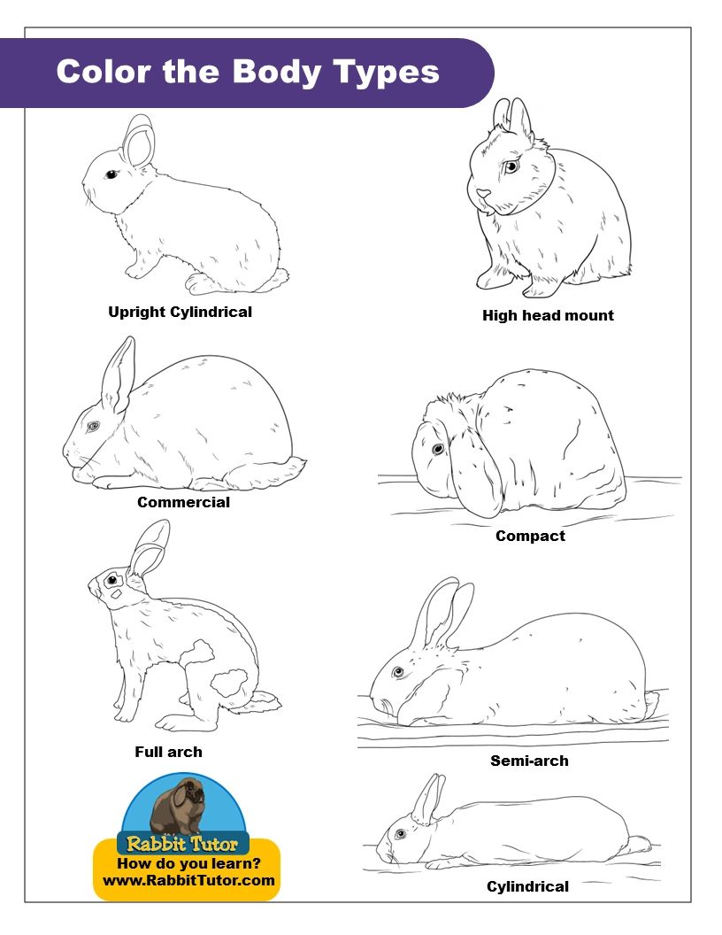 Color the Body Types