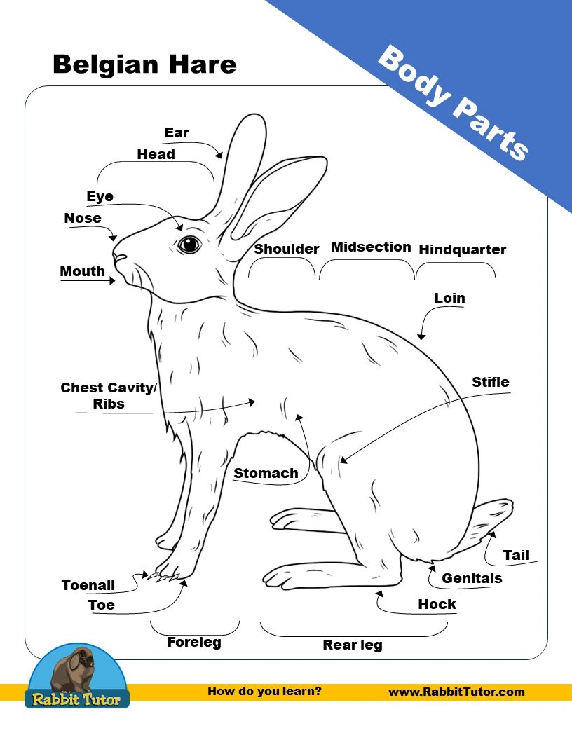 Body Parts - Belgian Hare