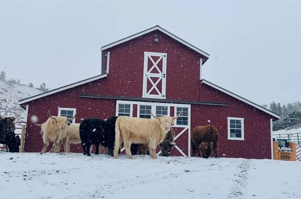 Our Cows