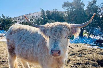 Cattle Sales | two Cow Mini Cattle