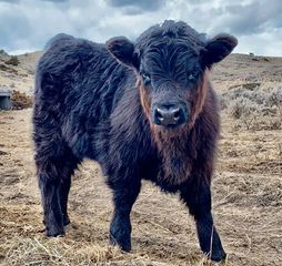 Cattle Sales | two Cow Mini Cattle