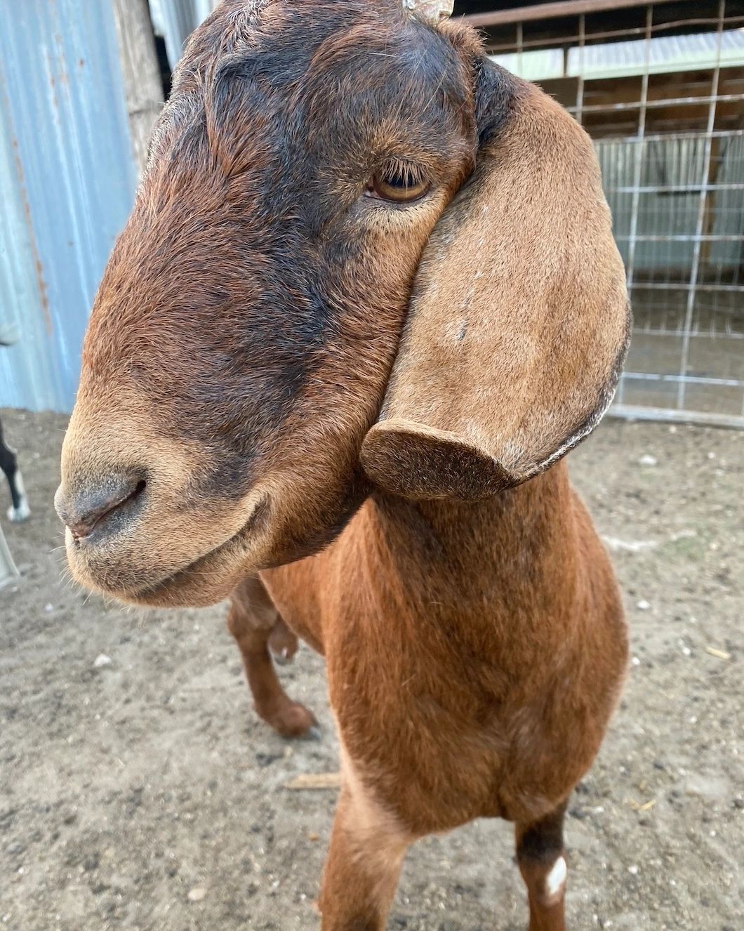 The Talking Goat Farm