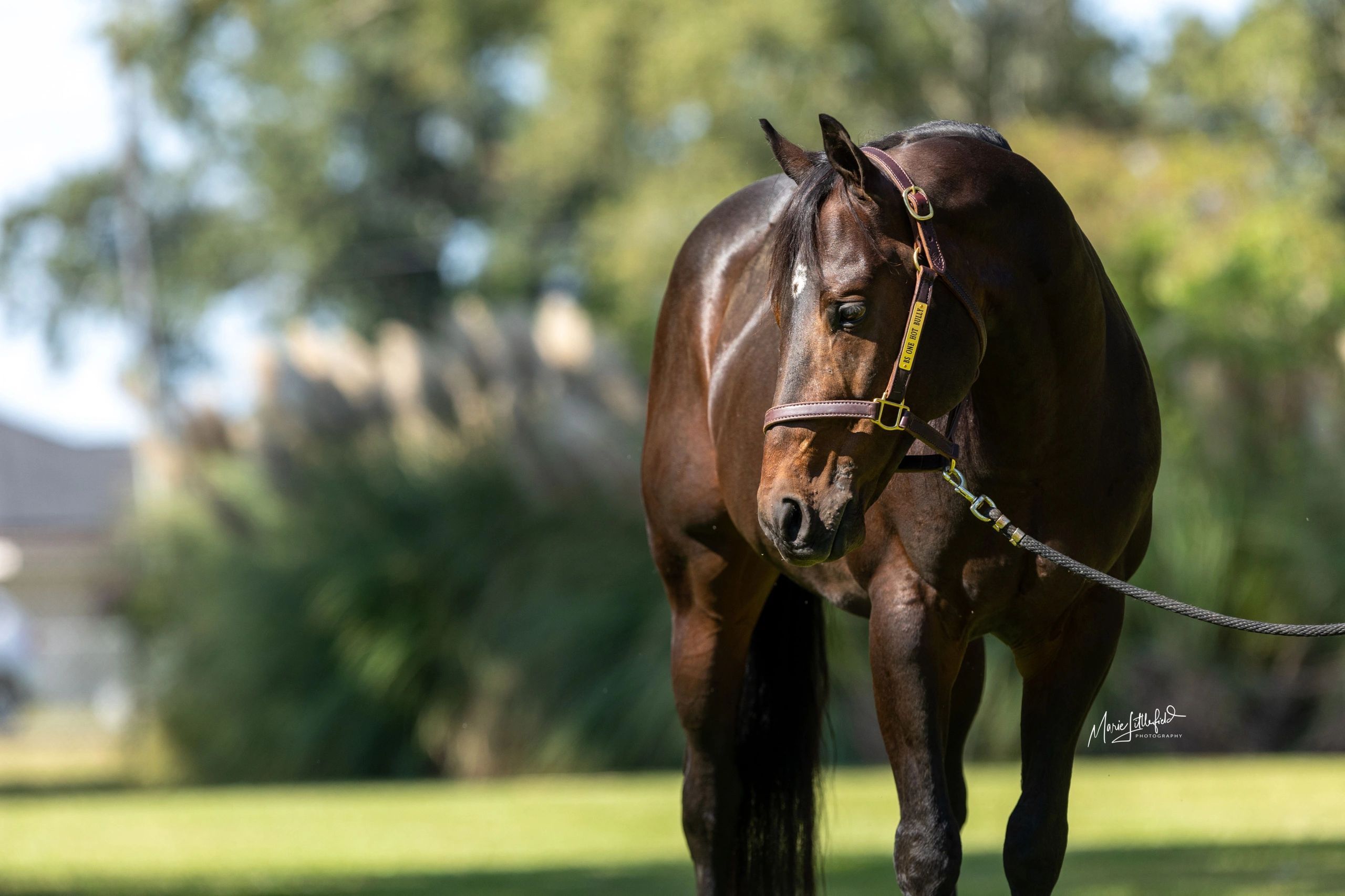 Performance Horses - Theblackstarranch