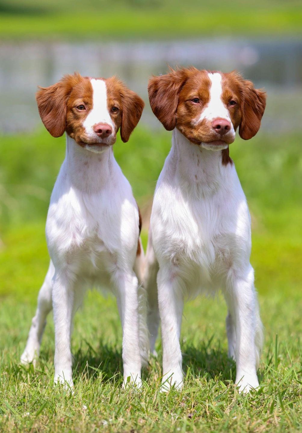 Our Dogs