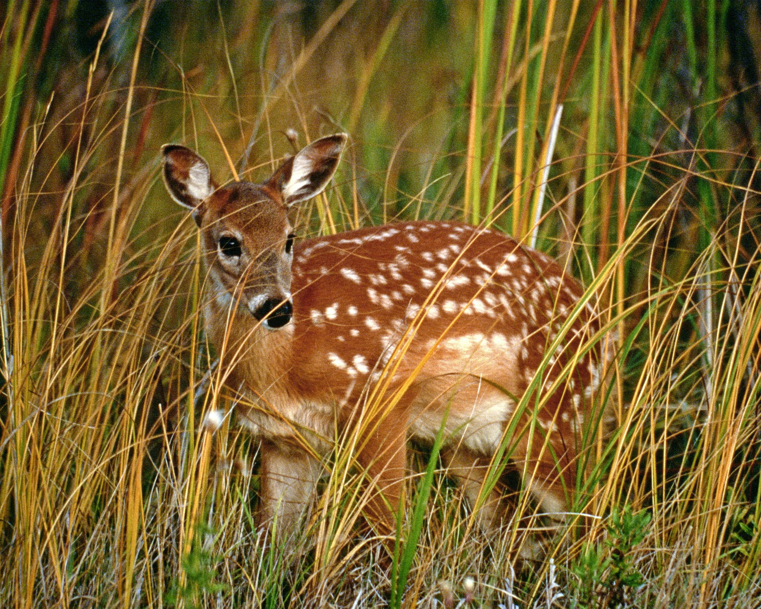 About Us | The Saskatchewan Chapter of the Wildlife Society