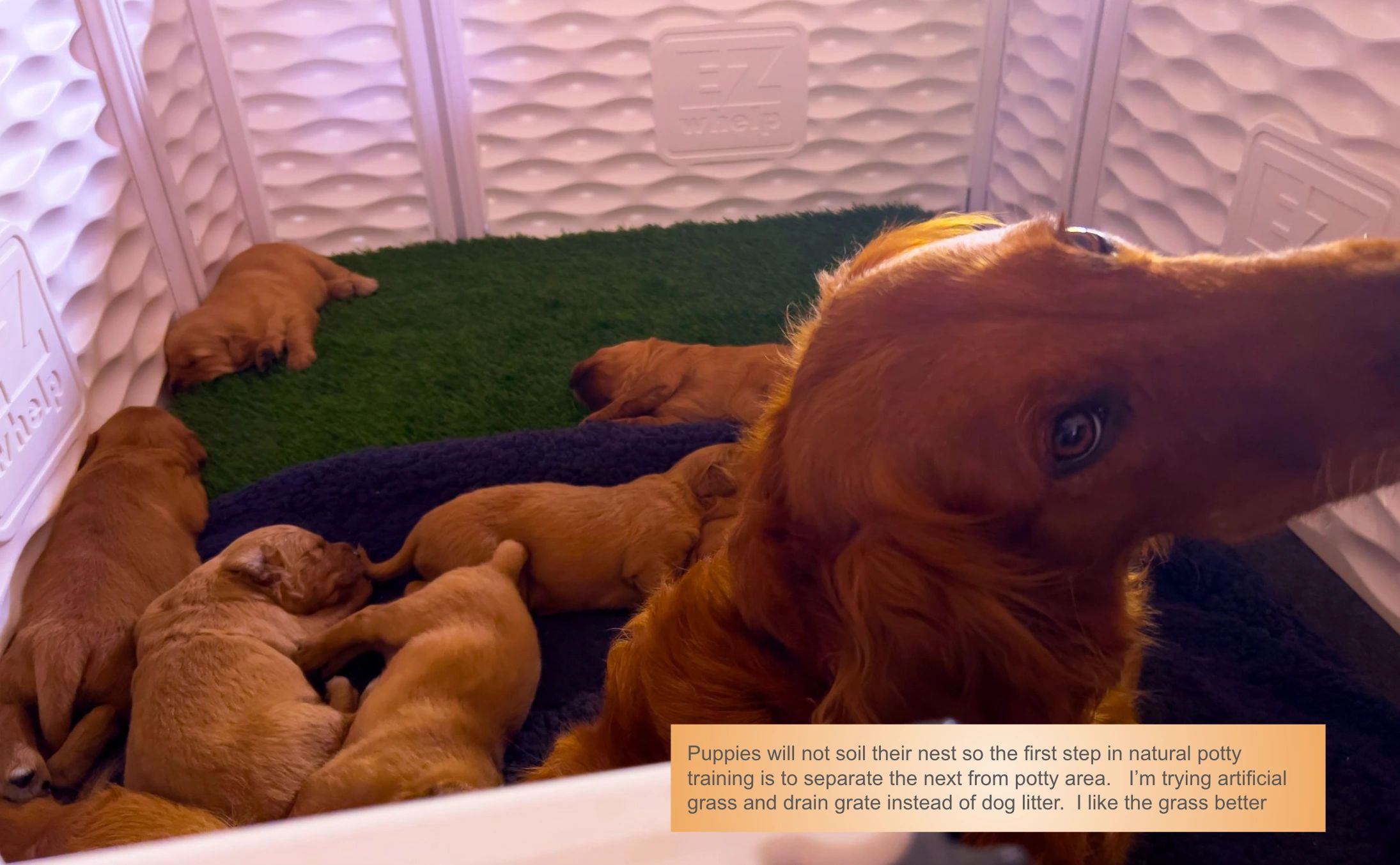 Beginning Natural Potty Training Today!