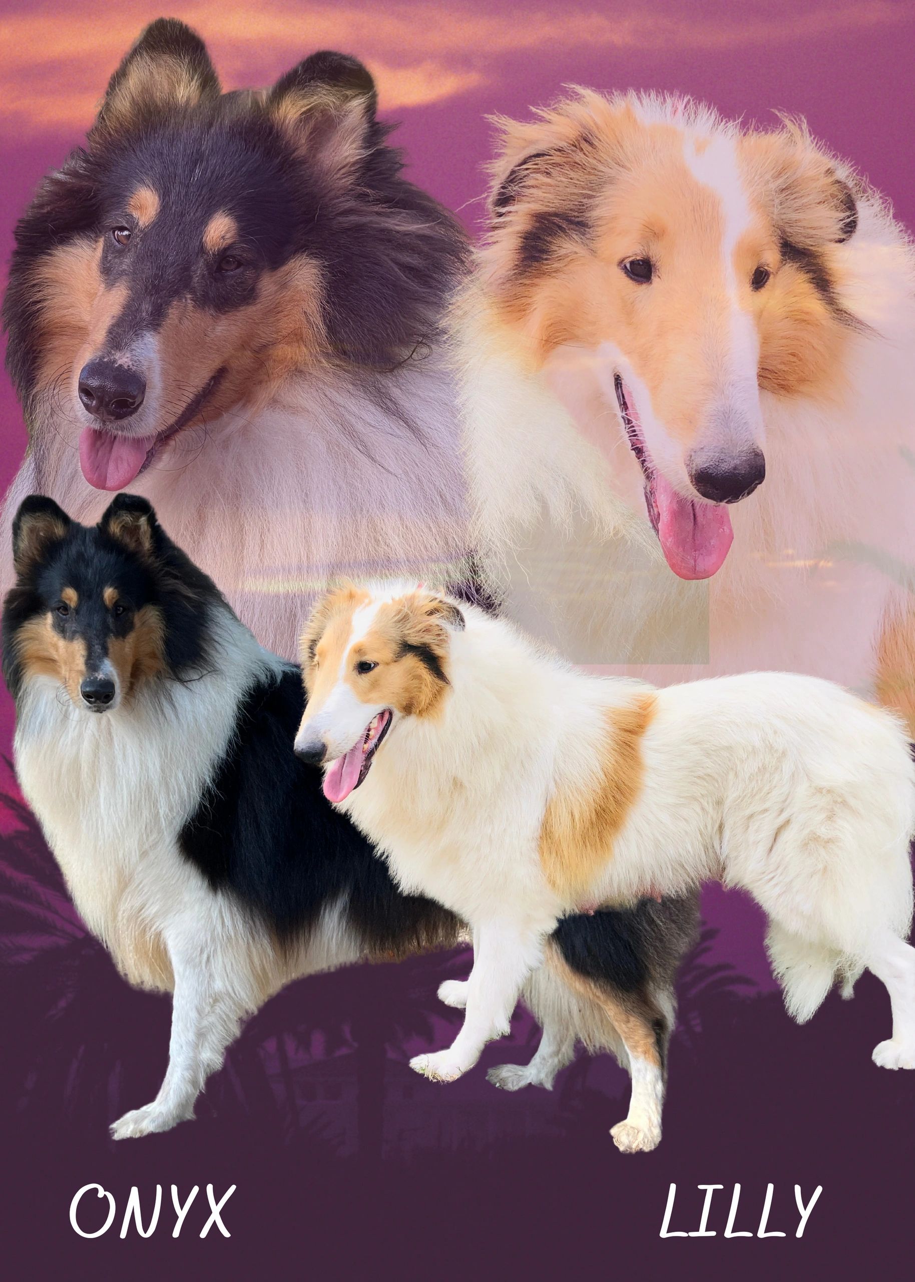 Palmhaven Collies - AKC Rough Collie Puppies Available in Florida, Akc ...