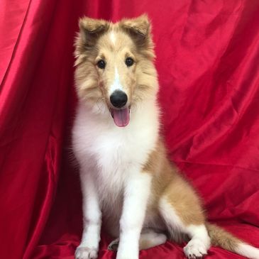 HOME | Palmhaven Collies