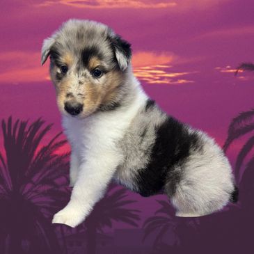 Collie Puppies for Sale - Palmhaven Collies