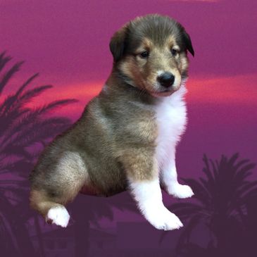 Collie Puppies for Sale - Palmhaven Collies