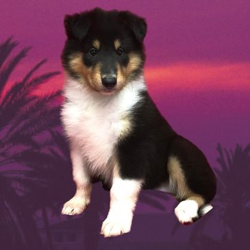 Collie Puppies for Sale - Palmhaven Collies