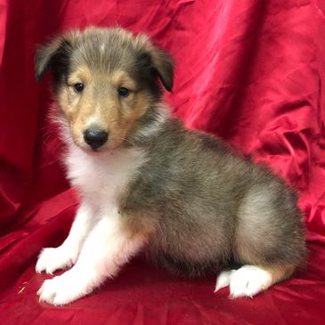 Collie Puppies for Sale - Palmhaven Collies