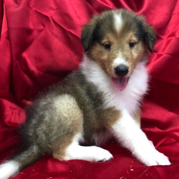 HOME [palmhavencollies.com]