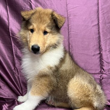 Collie Puppies for Sale - Palmhaven Collies