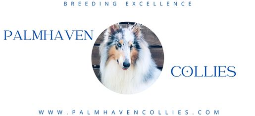 Collie Puppies for Sale - Palmhaven Collies