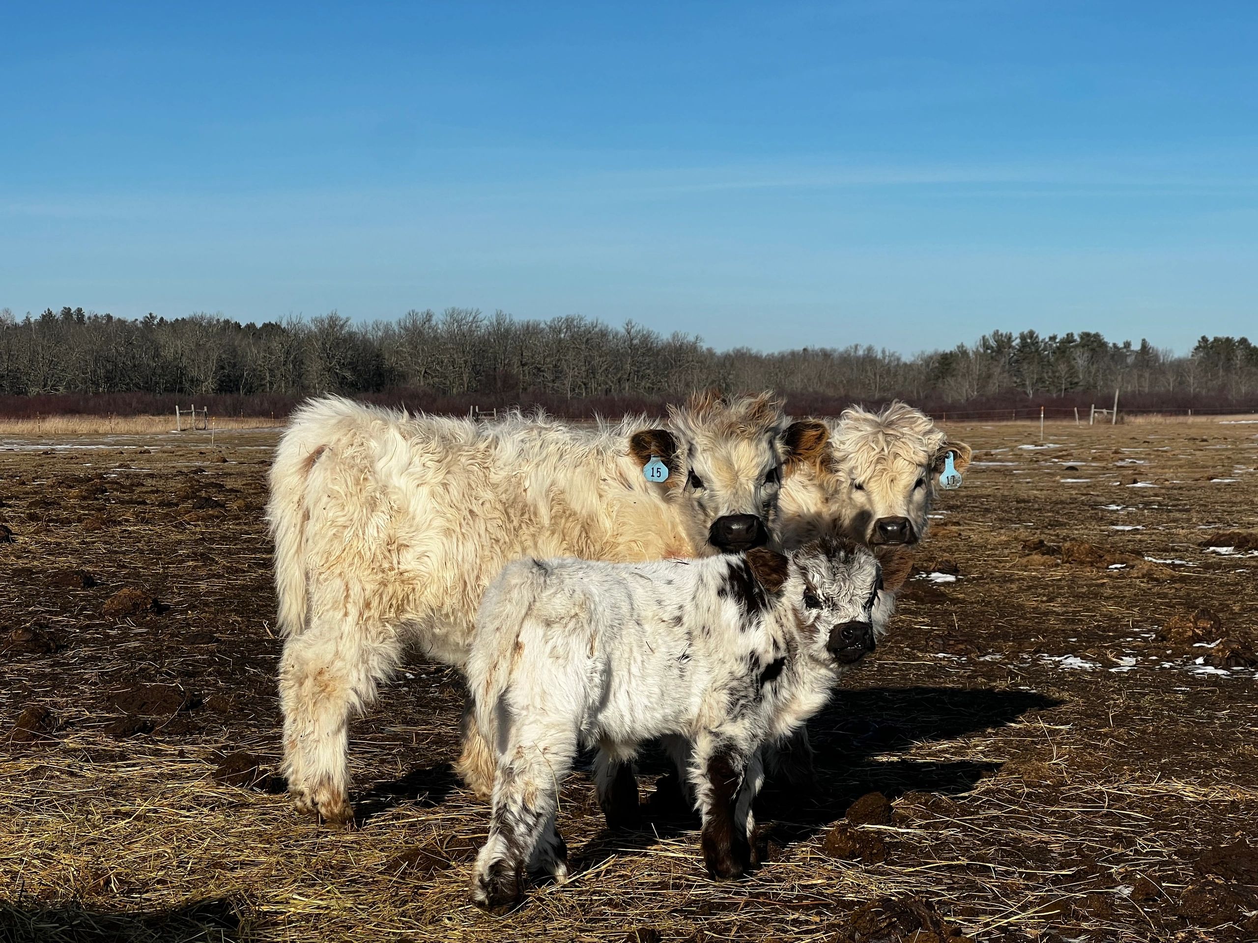 High Park Cattle: The Perfect Mini Cow for Your Ranch