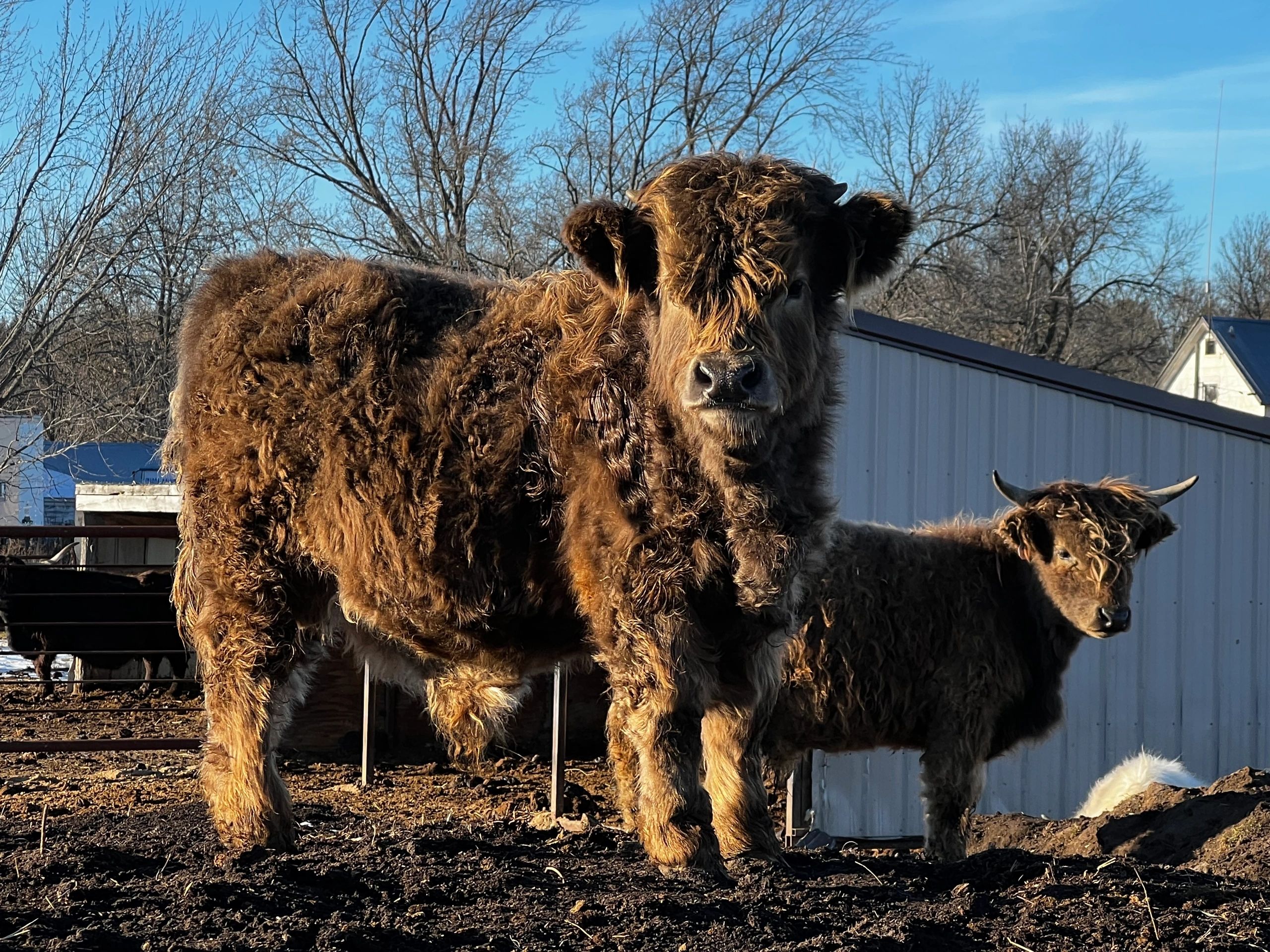 Bulls | PR Cattle