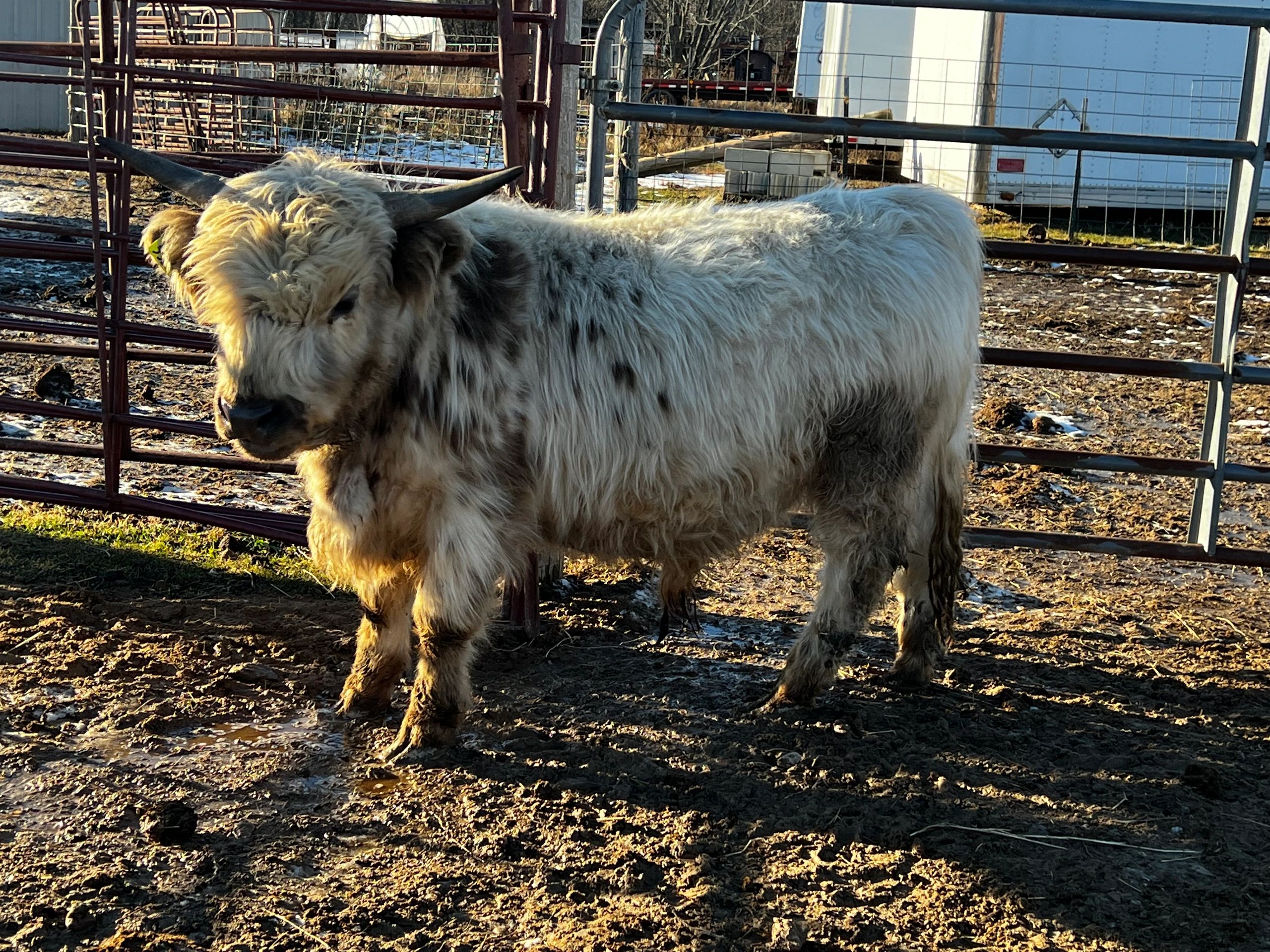 Bulls | PR Cattle