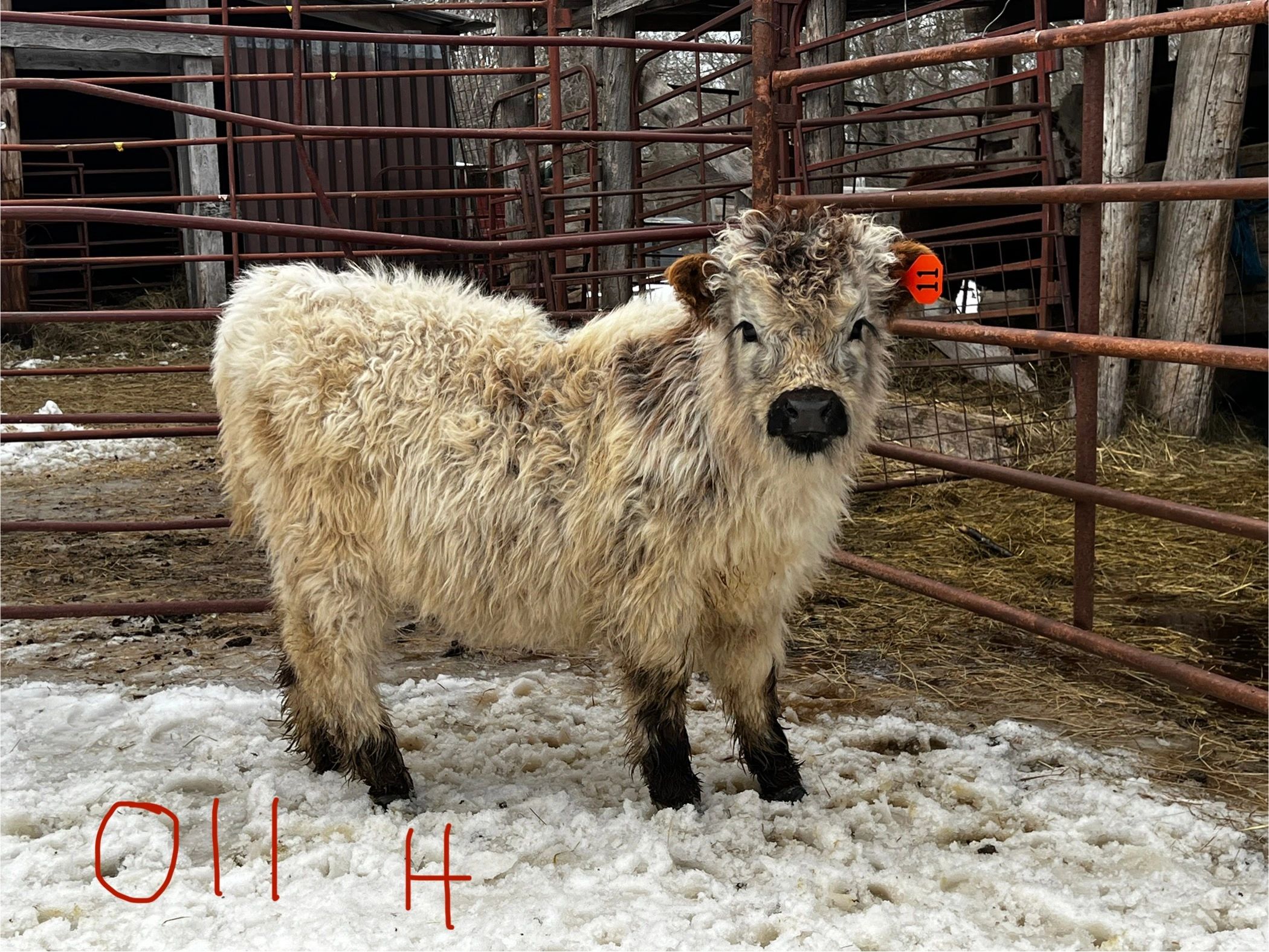 Heifers | PR Cattle