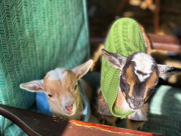 Private Sessions | Rose Bridge Farm & Sanctuary