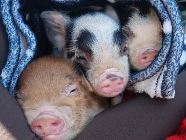 Private Sessions | Rose Bridge Farm & Sanctuary