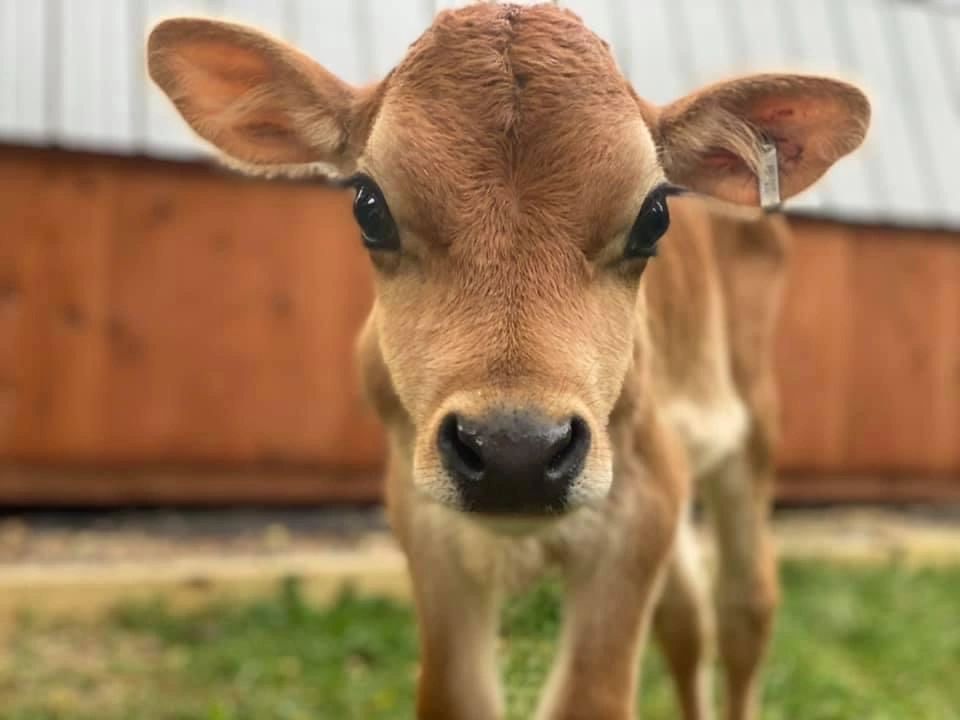 Rose Bridge Farm & Sanctuary - Calf Cuddling, Goat Snuggling