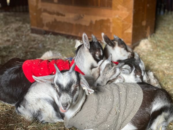 Private Sessions | Rose Bridge Farm & Sanctuary