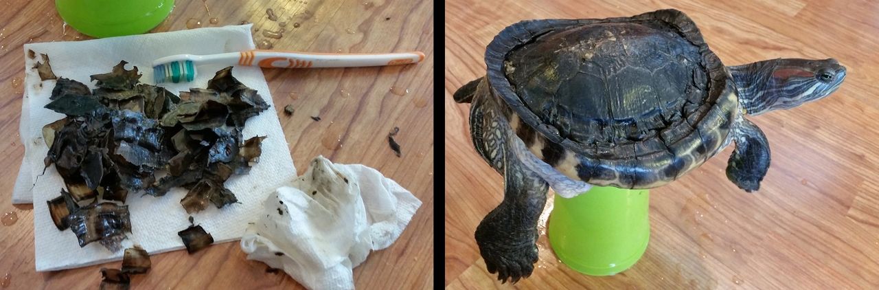 Deformed Turtles