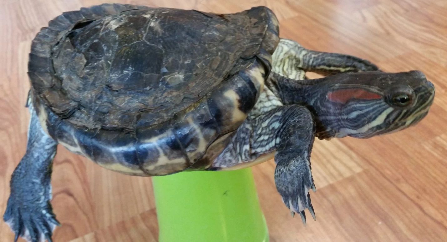 Quasimodo the Deformed Turtle