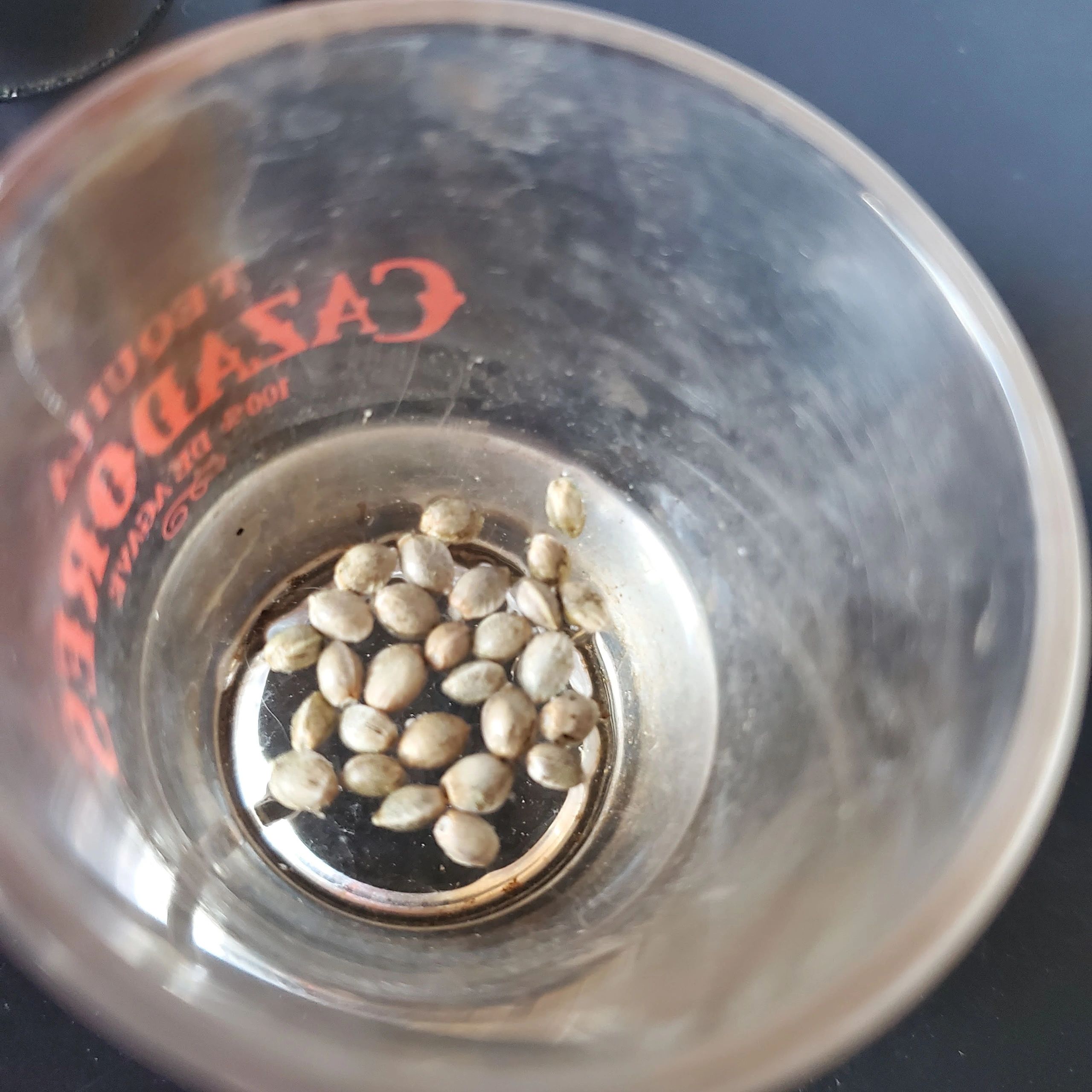 How I germinate seeds