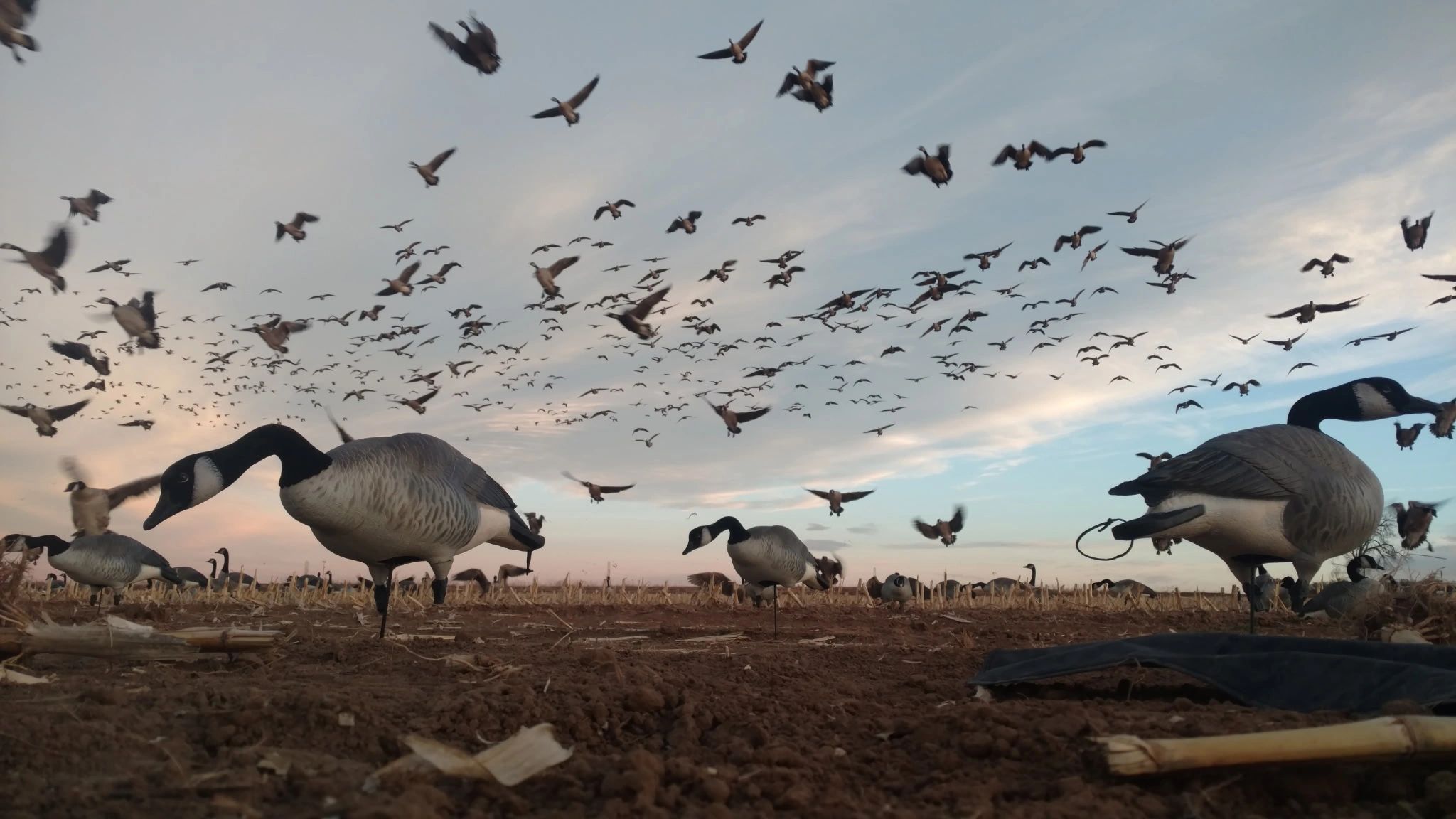 Colorado Waterfowl Association