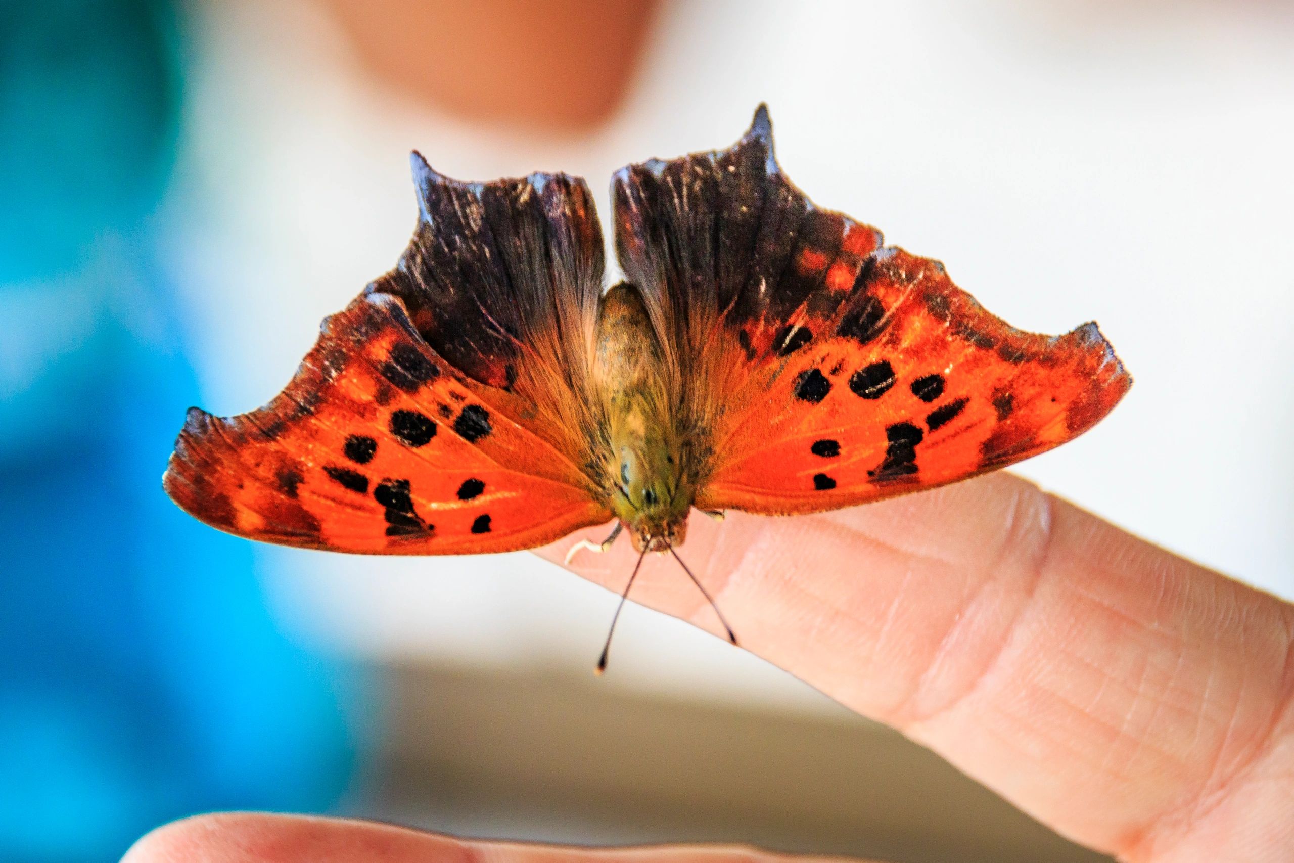 Destination Learning