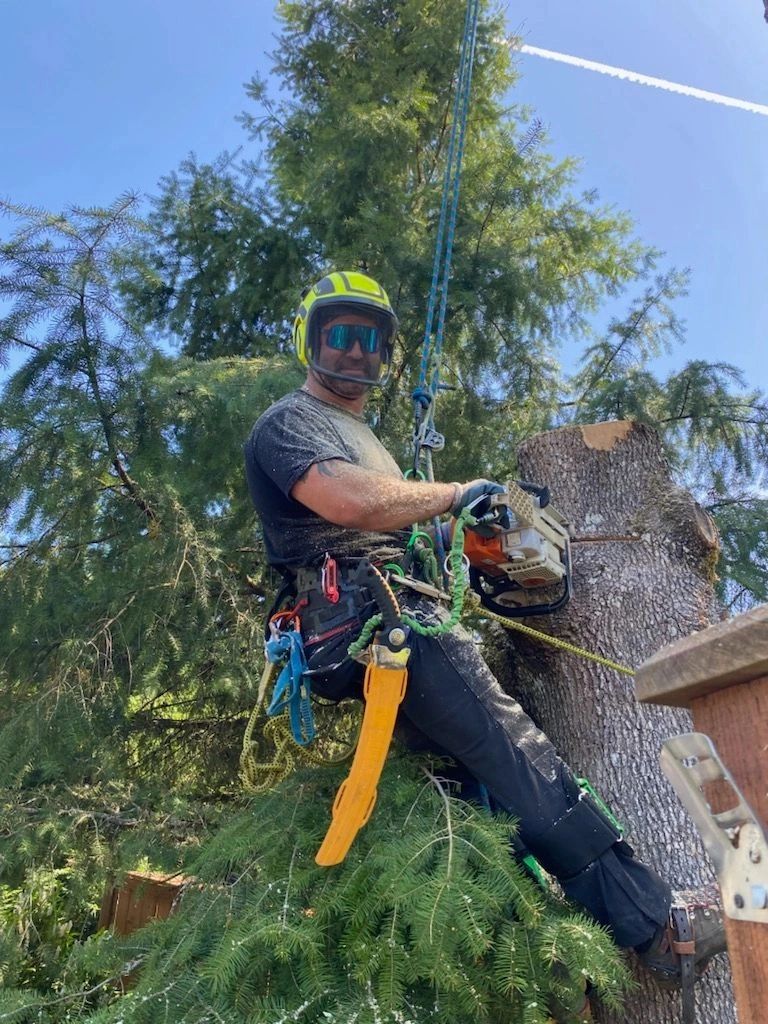 Professional Tree Service | M&R Tree Services
