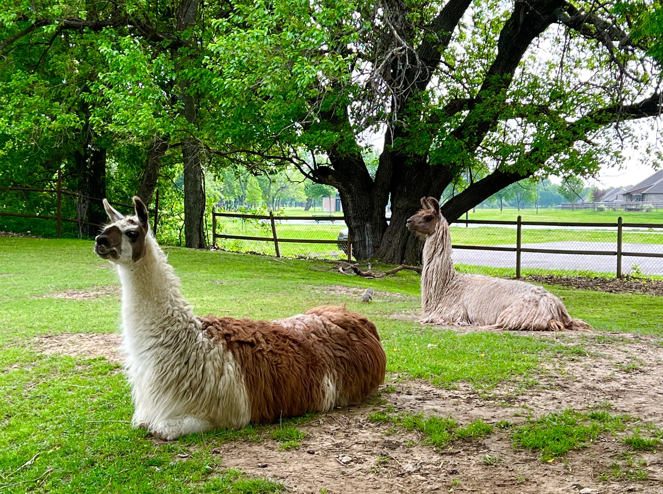 Our Llamas