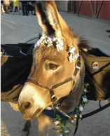 Wedding Donkeys and Beer Burros - Wedding Donkeys, Beer Burro