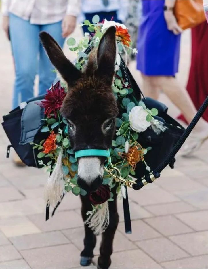 Beer donkey wedding 60 photos - Astyledwedding.com