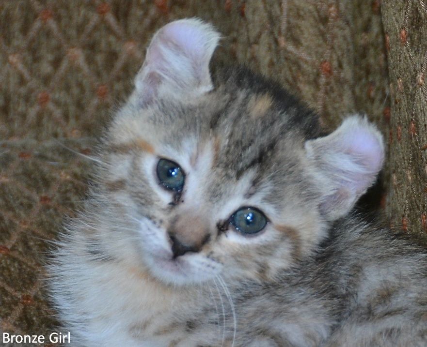 Highland Lynx Kittens