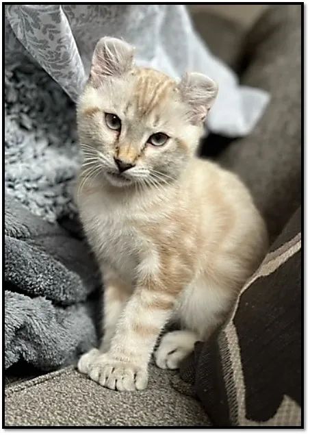 Highland Lynx Kittens