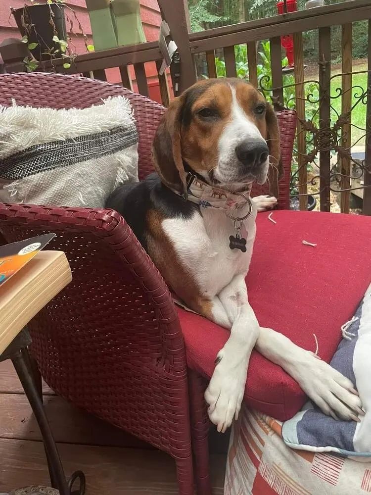 Cooper's Cool Fridge and Freezer - Walker Hound Adoptions, Foster Dogs ...