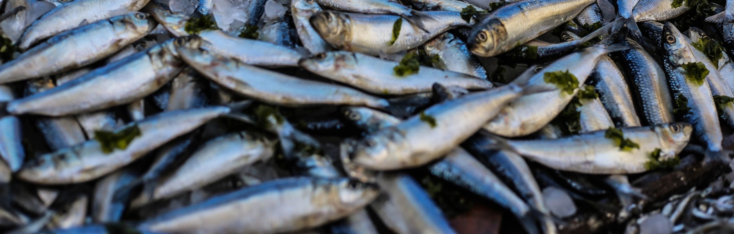 10 bonnes raisons de manger du poisson