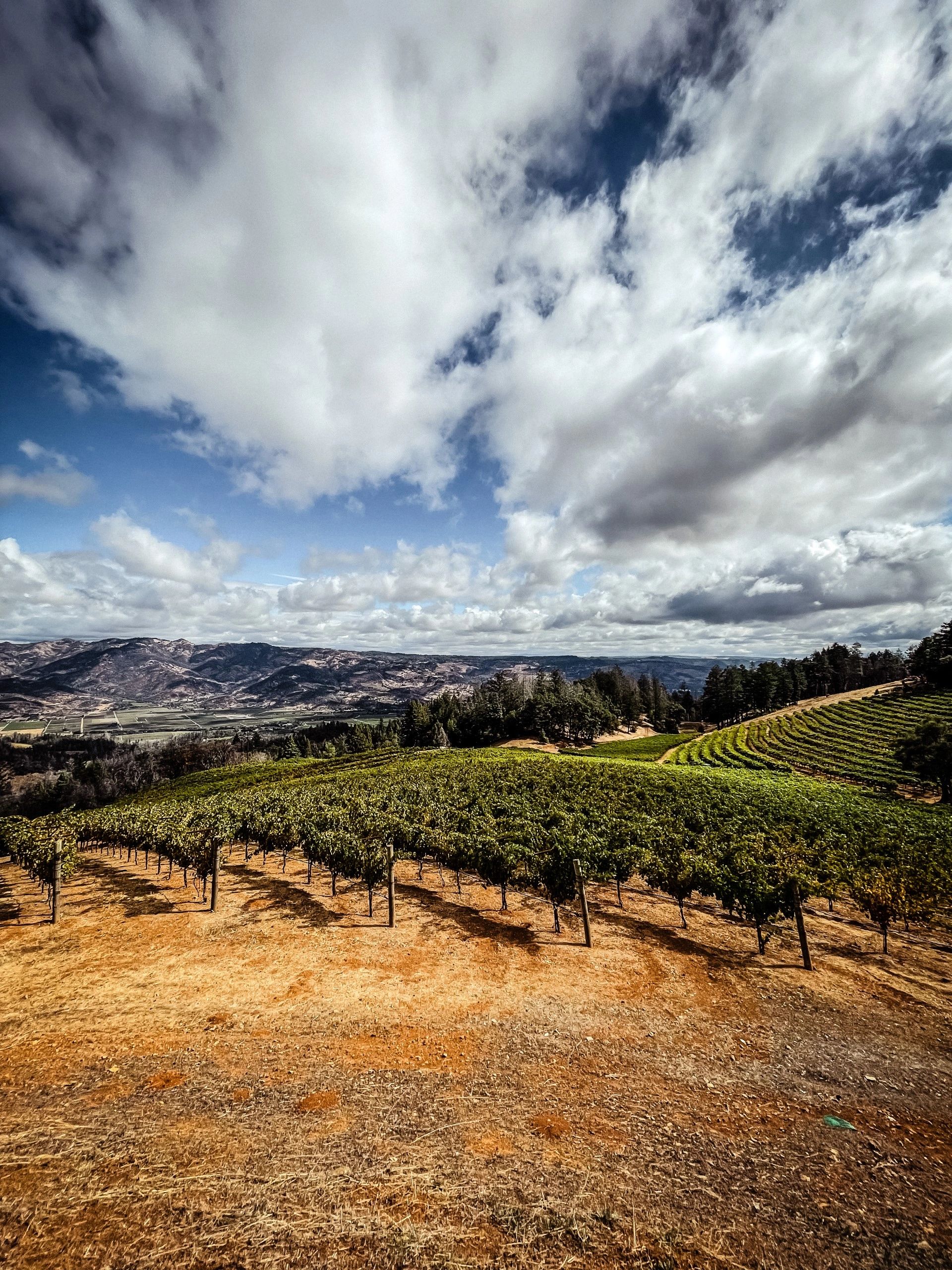 A Visit to Smith-Madrone Winery