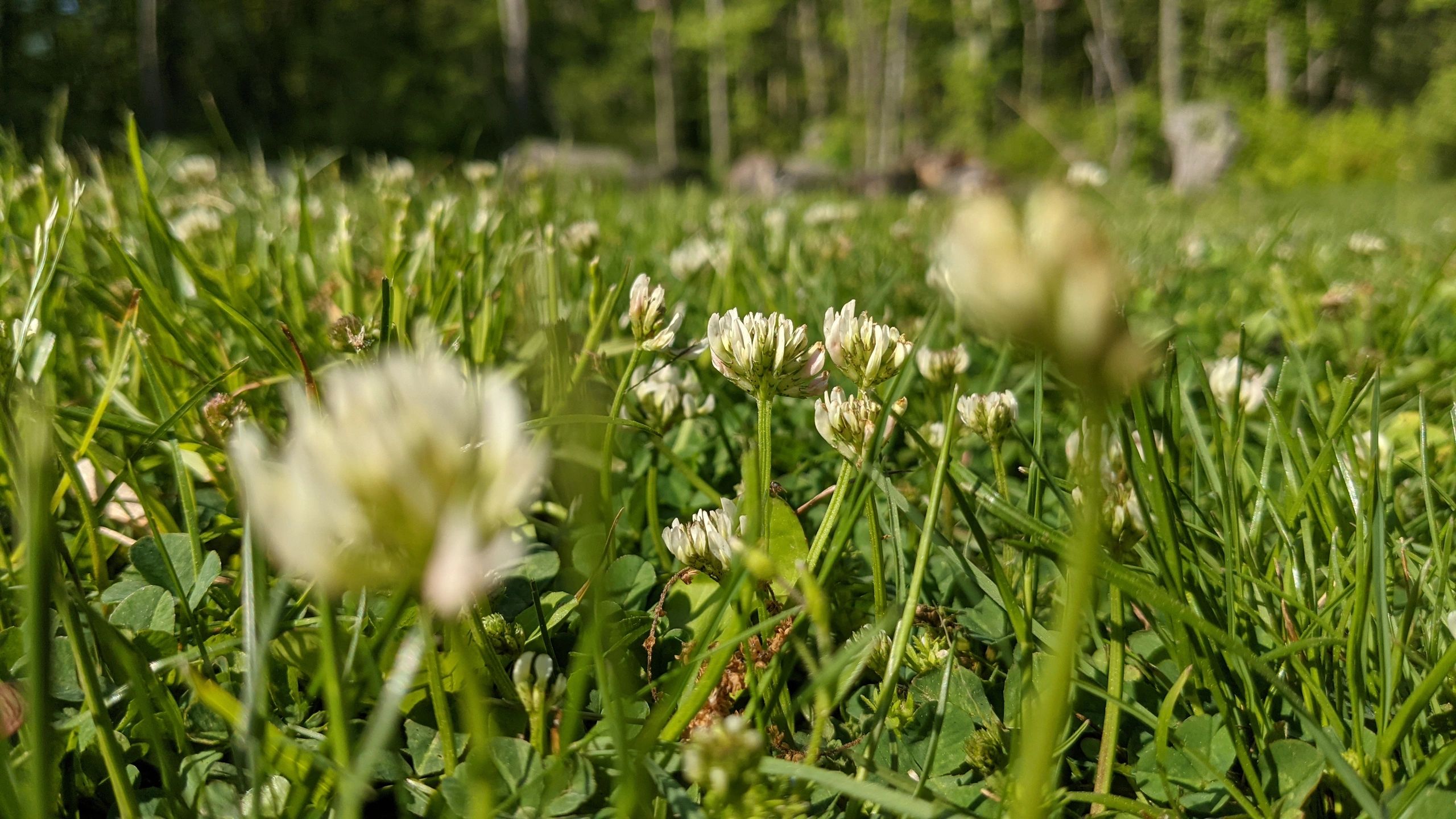 Raw Clover Blossom Honey & Harvest Plans