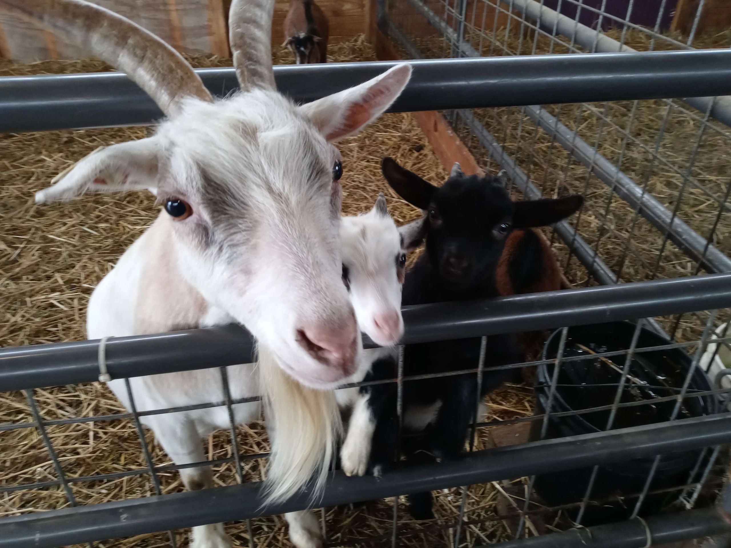 Contact | T and B Mini Acres
